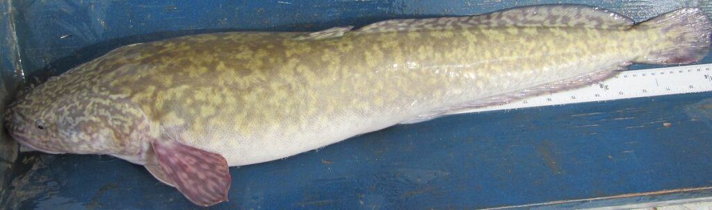 The Biggest Fish in Lake Superior: A Deep Dive - On Lake Superior