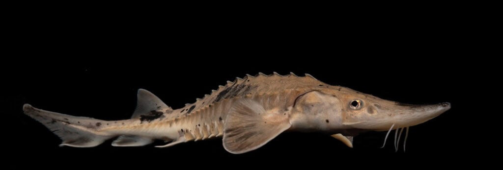 The Biggest Fish in Lake Superior: A Deep Dive - On Lake Superior