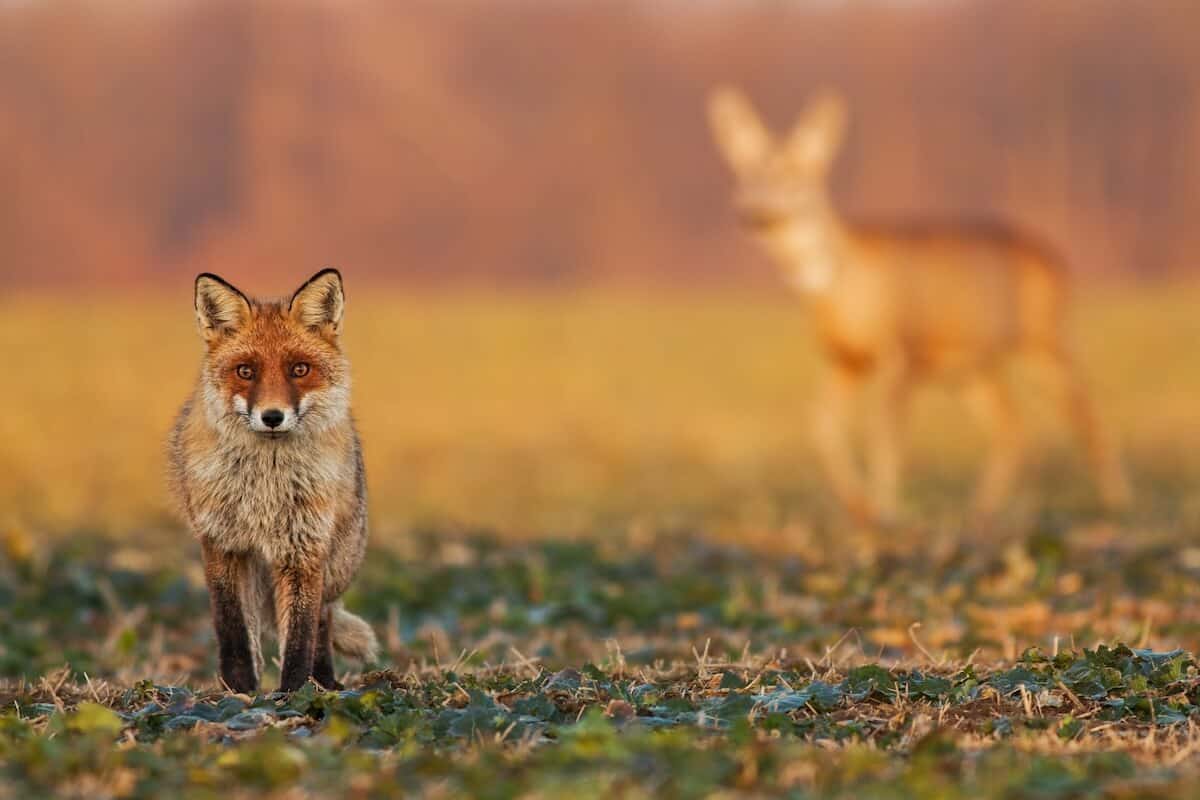 Voyageurs National Park Animals: A Wildlife Explorer's Guide - On Lake ...